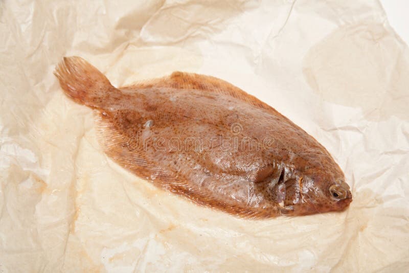Sole fish ready to cook stock image. Image of cooking - 17894501