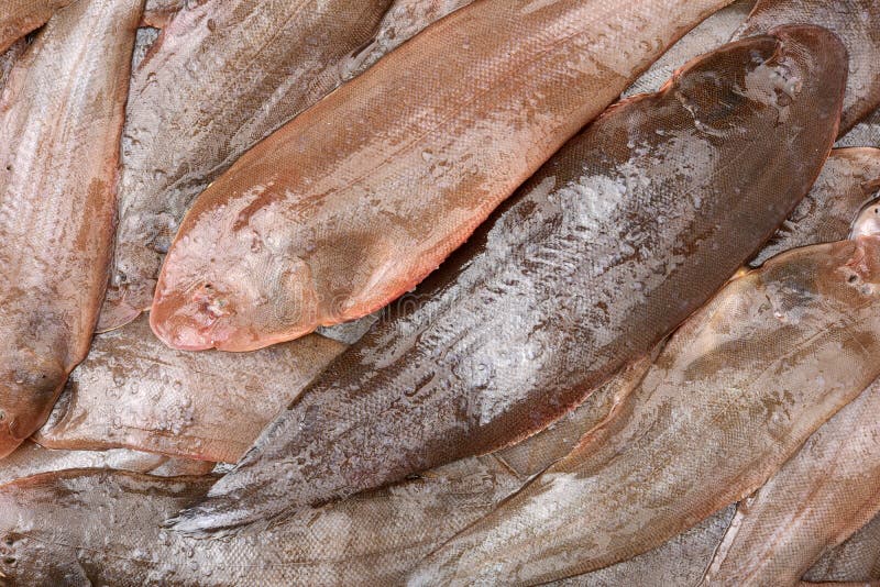 Sole fish stock photo. Image of seafood, nutrition, horizontal - 67448620
