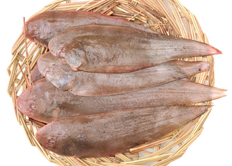 623 Sole Fish Isolated Stock Photos - Free & Royalty-Free Stock Photos ...