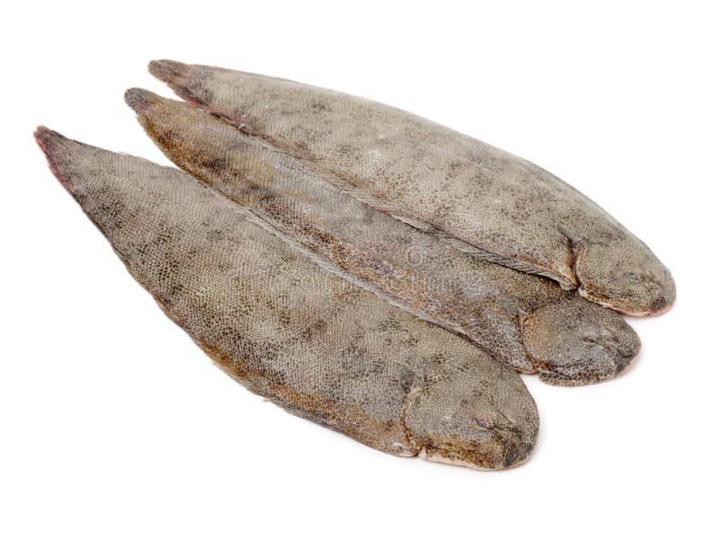 Sole fish stock image. Image of fresh, product, white - 128220627
