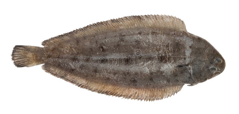Sole Fish Isolated on White Background, Solea Solea Stock Image - Image ...