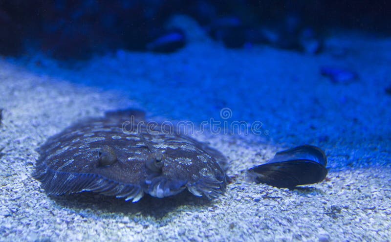 Sole fish on the sand stock image. Image of horizontal - 101358143