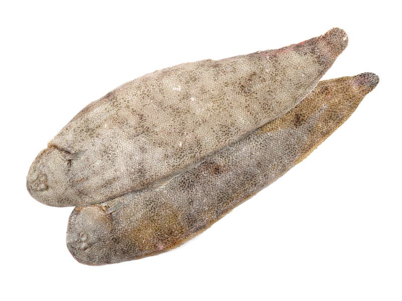 623 Sole Fish Isolated Stock Photos - Free & Royalty-Free Stock Photos ...