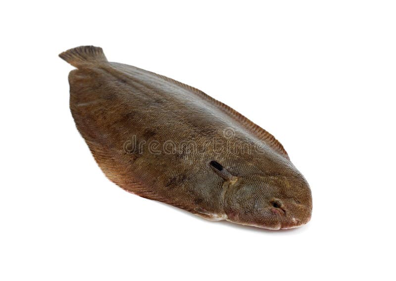 Sole Fish, Solea Solea, Fresh Fish Against White Background Stock Photo ...