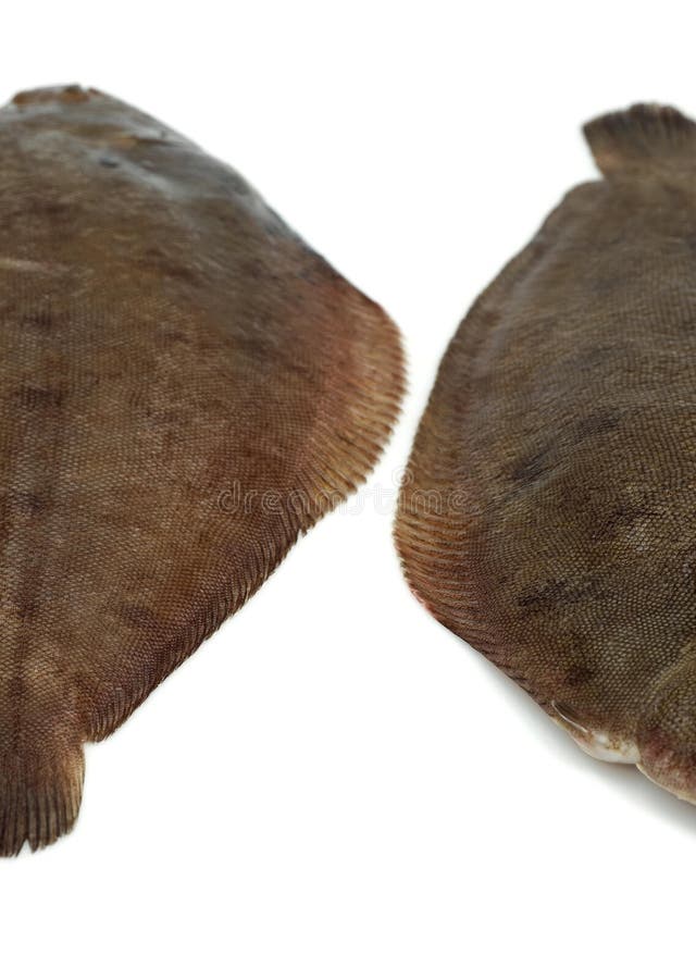 Sole Fish, Solea Solea, Fresh Fish Against White Background Stock Image ...