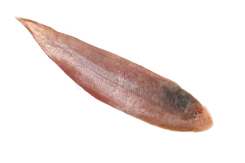 Sole fish stock photo. Image of healthy, isolated, food - 141761074