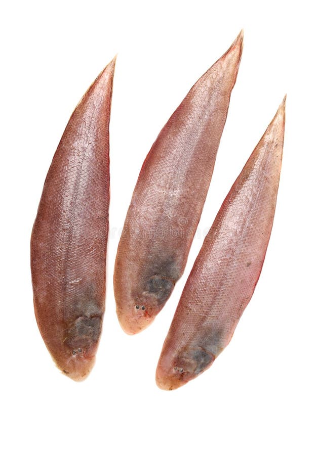Sole fish stock photo. Image of seafood, nutrition, horizontal - 67448620