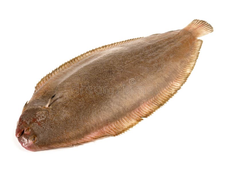 Sole - Flatfish Asian Style Stock Photo - Image of gourmet, barbeque ...