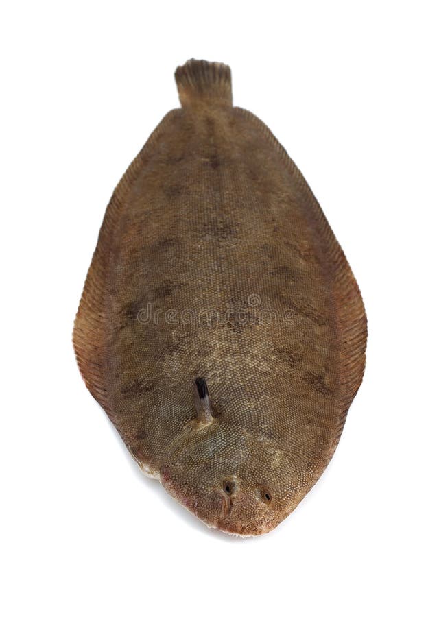 SOLE stock photo. Image of wild, food, individual, flatfish - 170114802