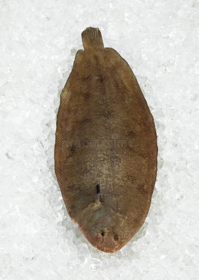 Sole stock image. Image of ingredient, animal, full - 170115015