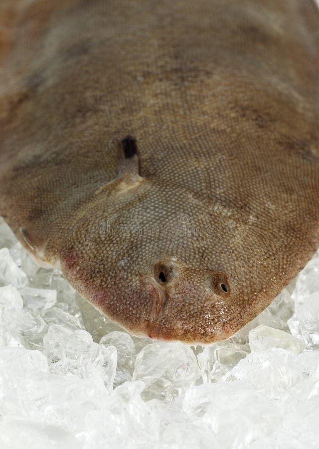 SOLE stock photo. Image of restaurant, soleidae, inside - 170115110