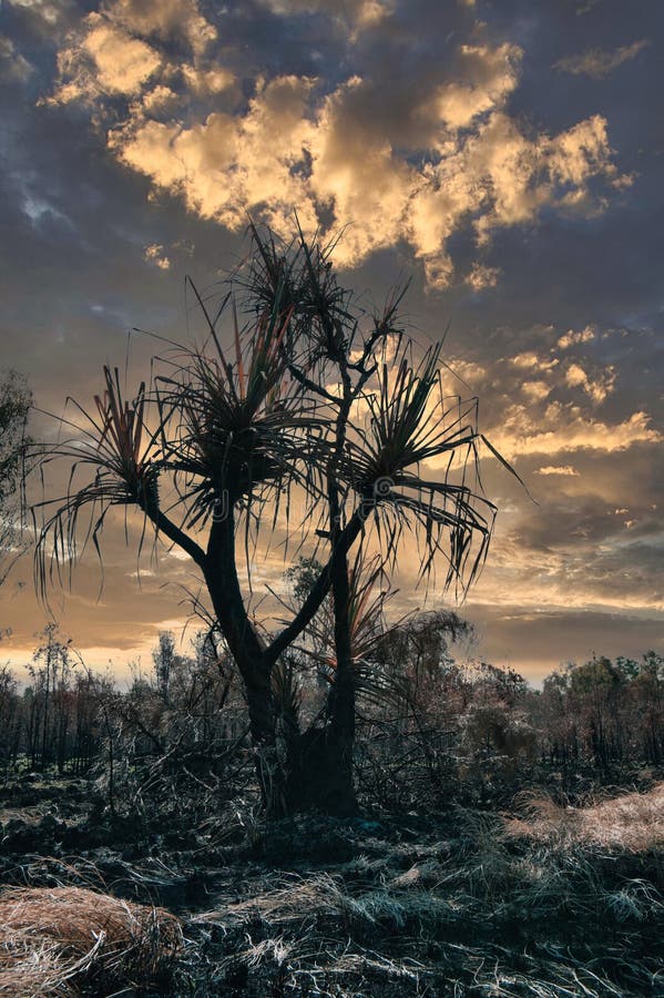 A Sole Pandanus Tree Standing Tall after a Controlled Burn in Northern ...