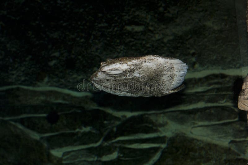 Sole, solea solea swimming stock photo. Image of europe - 198651518