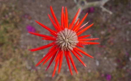 Spiky Red Flower stock photo. Image of unique, flora - 30232116