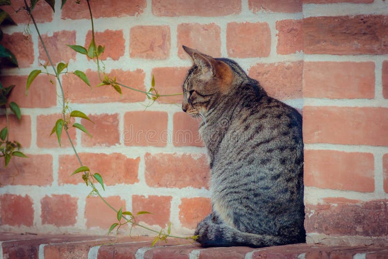 Soledad Gato solo foto de archivo. Imagen de nariz, cara - 134333970