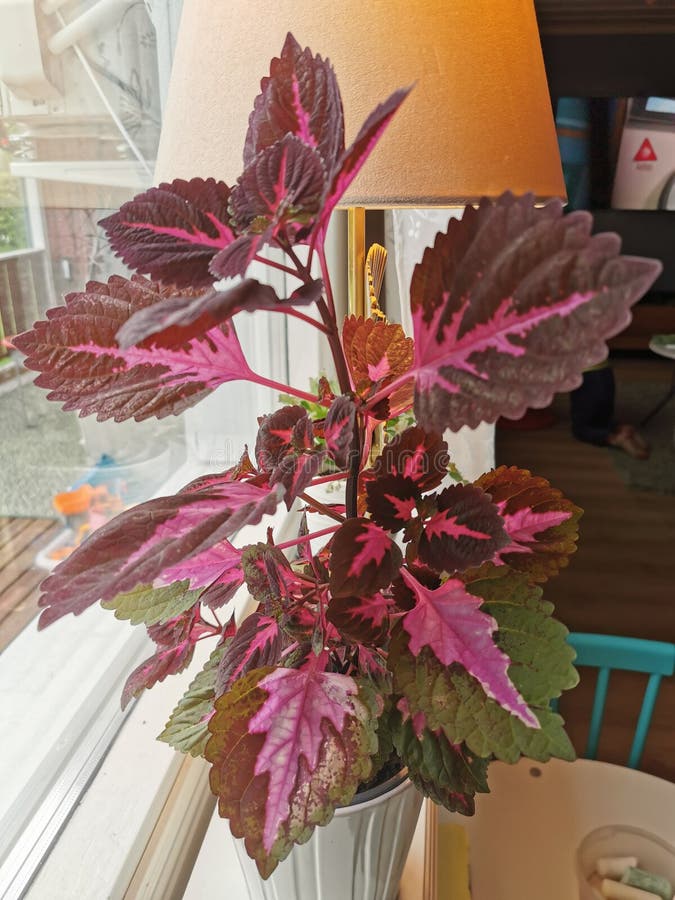 Solenostemon Scutellarioides, Coleus China Flower Stock Image - Image ...