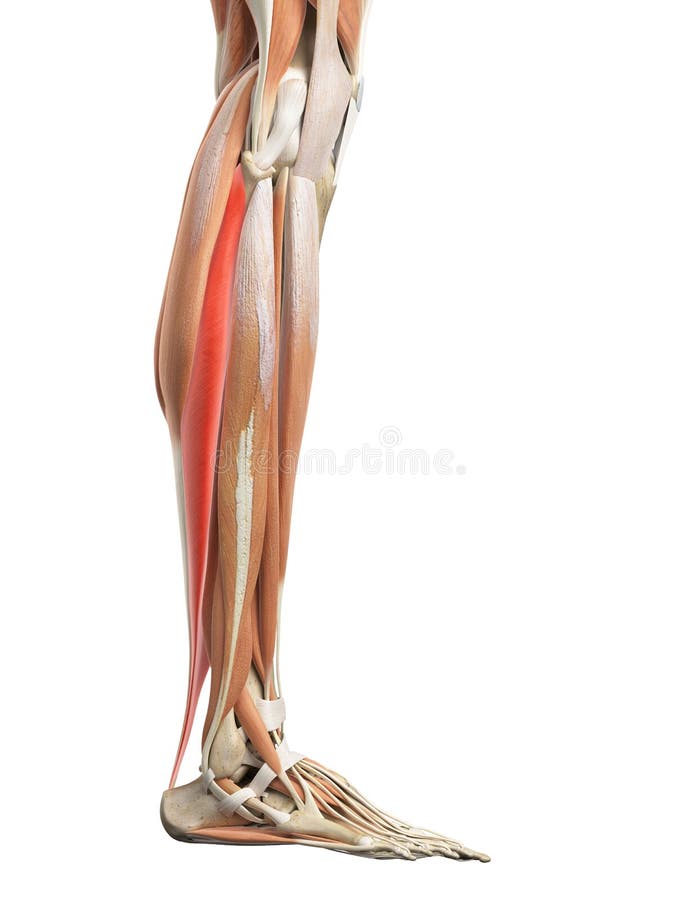 Soleus Anatomy Stock Illustrations – 544 Soleus Anatomy Stock ...