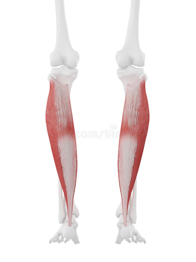 The Soleus stock illustration. Illustration of body - 141758594