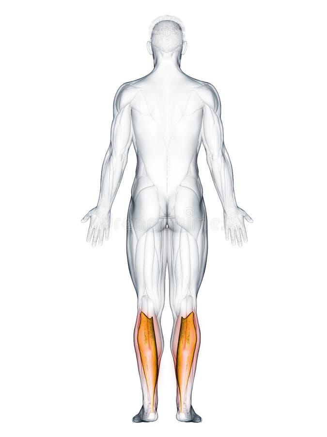 Soleus Anatomy Stock Illustrations – 551 Soleus Anatomy Stock ...