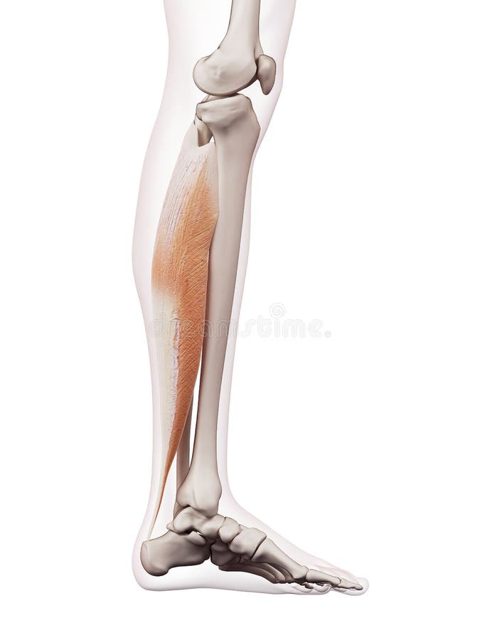 The soleus stock illustration. Illustration of soleus - 57549006