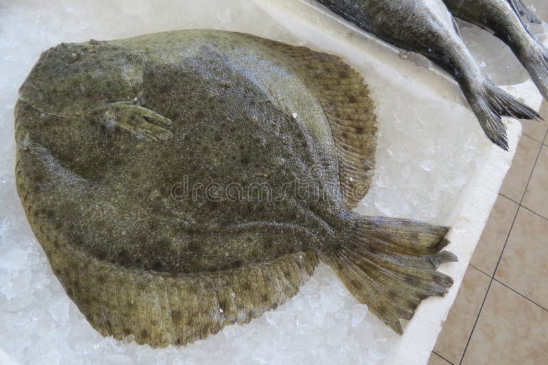 Solha Da Solha, Peixe Heterossomo, Scholle, Flunder Foto de Stock ...