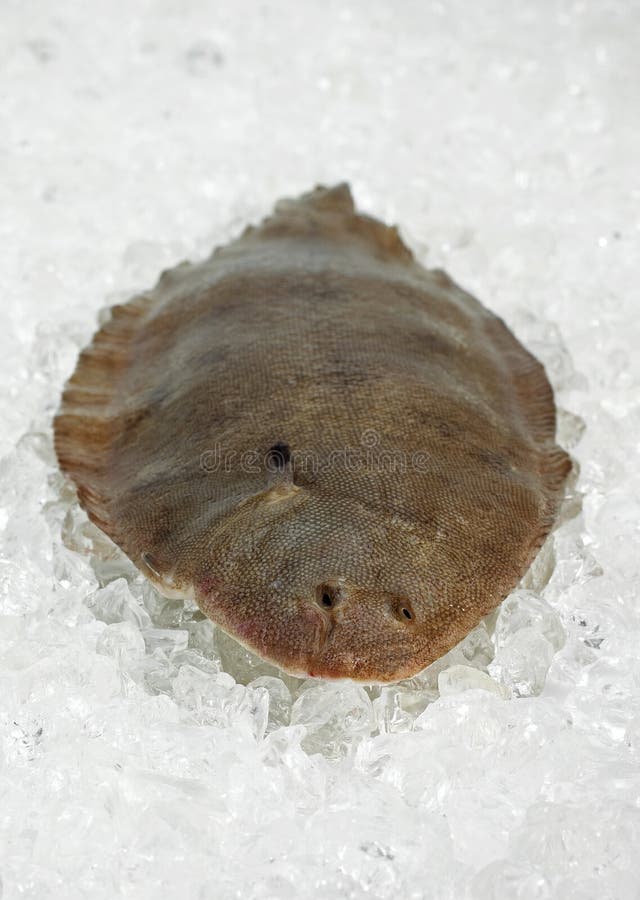Solha imagem de stock. Imagem de flatfish, wildlife - 172734055