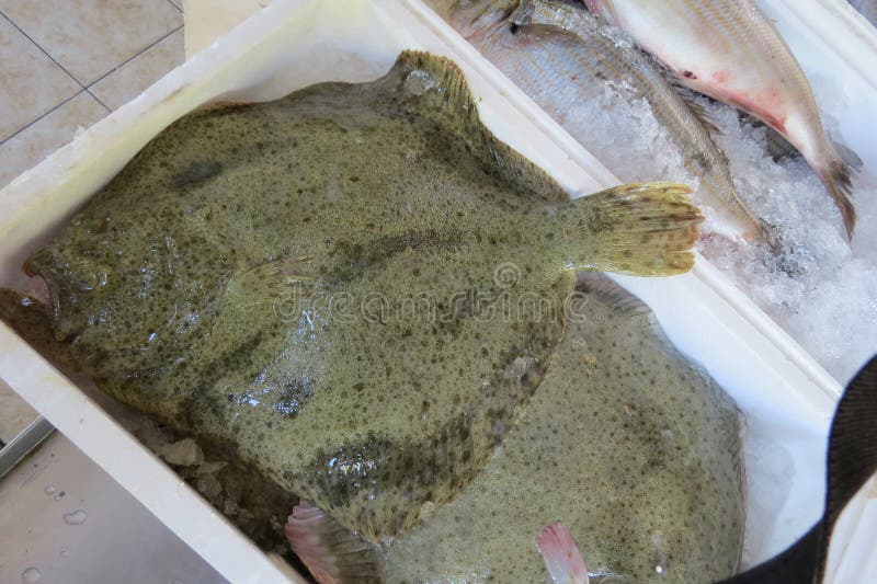 Solha Da Solha, Peixe Heterossomo, Scholle, Flunder Foto de Stock ...