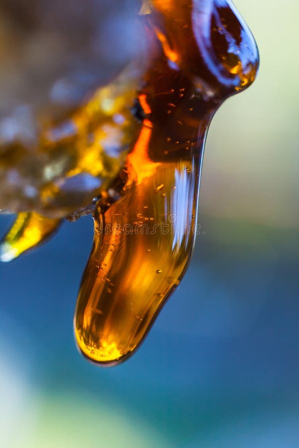 Solid Amber Resin Drops on a Cherry Tree Trunk. Stock Photo - Image of ...