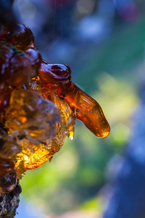 Solid Amber Resin Drops on a Cherry Tree Trunk. Stock Image - Image of ...