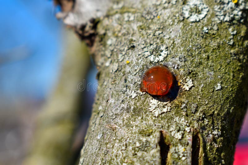 Solid Amber Resin Drops on a Cherry Tree Trunk. Stock Image - Image of ...
