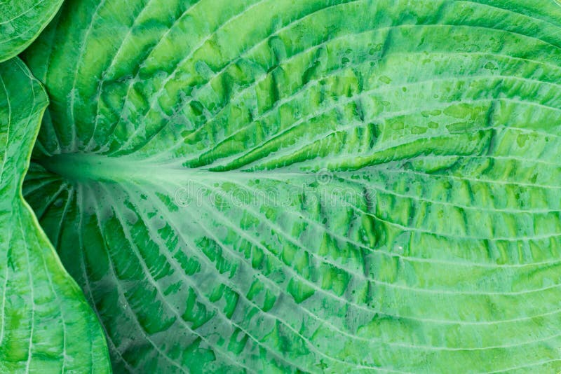 Solid Background of Green Hosta Leaves with Textured Veins Stock Image ...