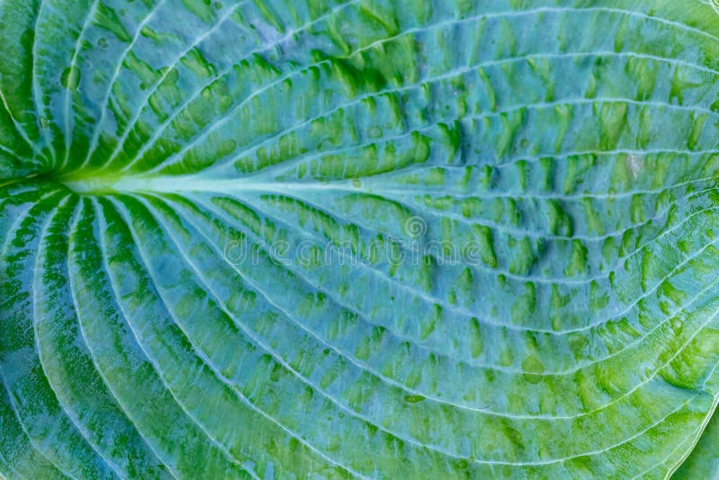 Solid Background of Green Hosta Leaves with Textured Veins Stock Image ...