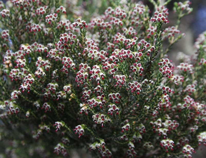 Solid Background. Small Pink Flowers Stock Image - Image of pattern ...