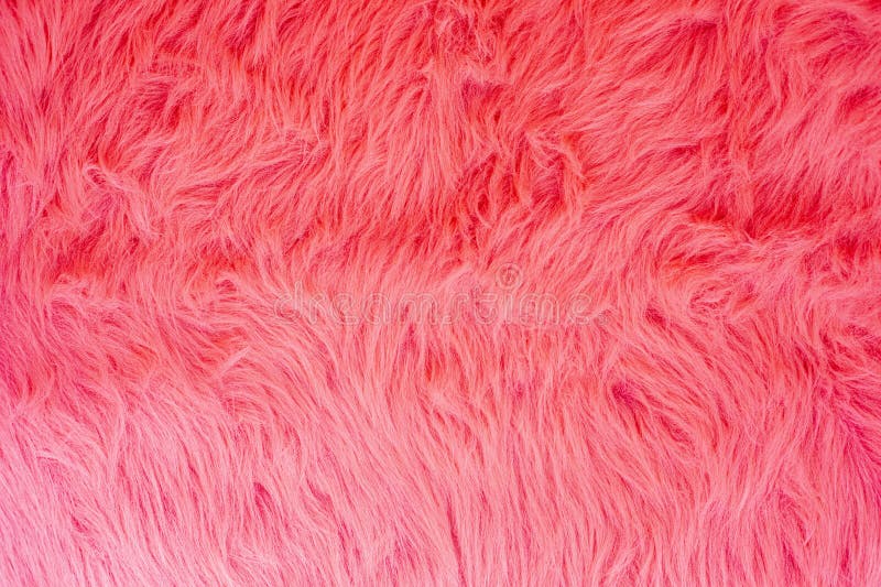 Solid Background of Soft Pink Fur Used for Fashion Stock Image - Image ...