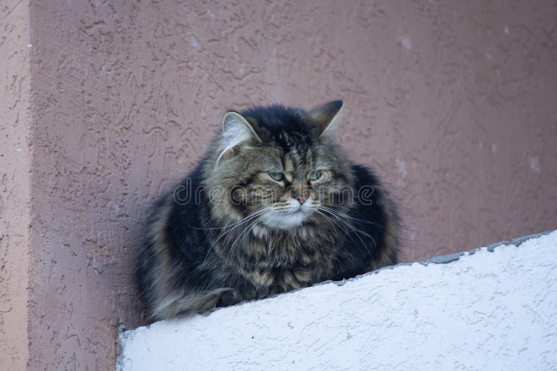 Solid Cat on the Balcony of the Building Stock Image - Image of animal ...