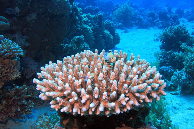 Solid coral garden stock photo. Image of landscape, reef - 28164158