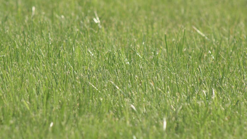 Solid green grass stock footage. Video of panel, abstract - 157349144