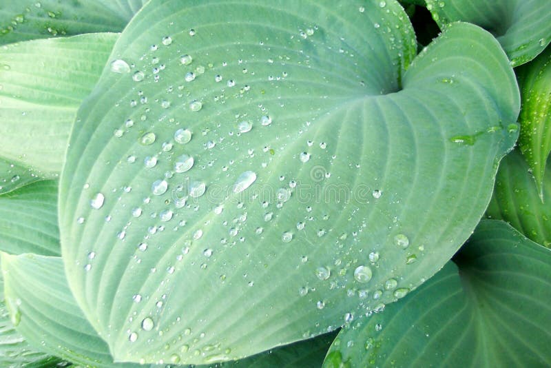 Solid green hosta leaf stock image. Image of leaves, hosta - 253895