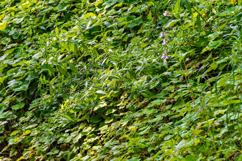 Solid Green Vegetation. Grass and Leaves in Wild Garden Stock Photo ...