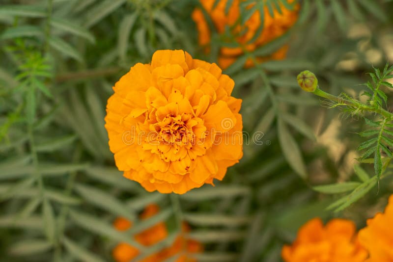 Solid and Pure Yellow Marigold Flower Stock Image - Image of fresh ...
