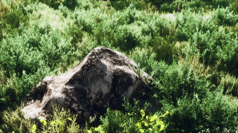 Solid Rock in the Middle of Green Ground Stock Photo - Image of alpine ...