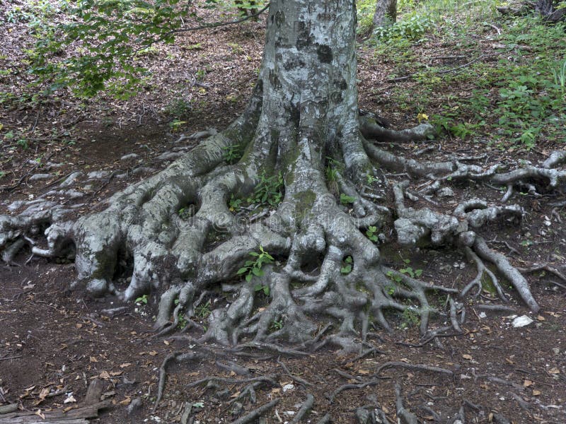 Solid roots stock image. Image of roots, network, soil - 95061577