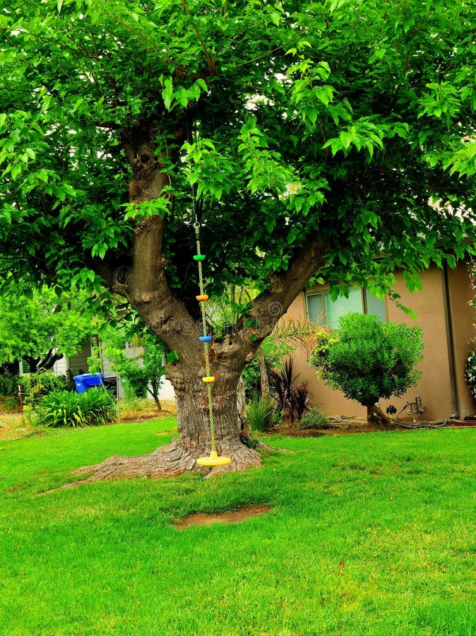 Solid Thick Tree with Foliage in a House Front Yard with a Colorful ...