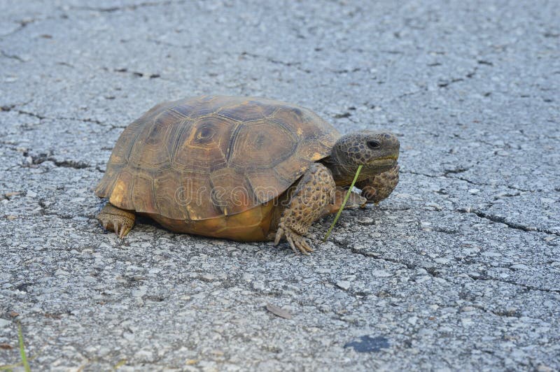 Solid Turtle stock photo. Image of solid, marching, turtle - 46741600
