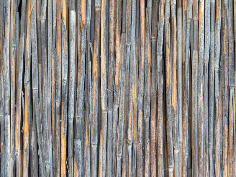 Solid Wall of Weather Worn Dry Reeds Stock Photo - Image of weathered ...