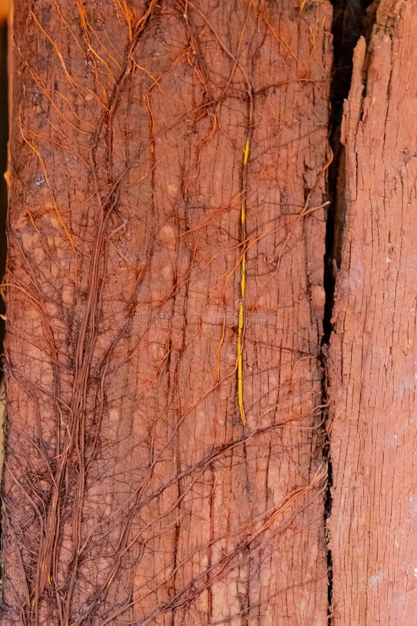 Solid Wood Pattern Used As a Background. Stock Image - Image of dark ...