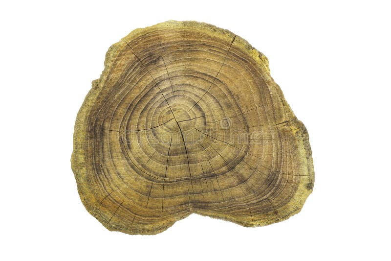 Solid Wood Plank Isolated on a White Background Stock Image - Image of ...