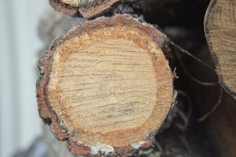 Solid Wood and Processed Lumber Surface Textures Stock Photo - Image of ...