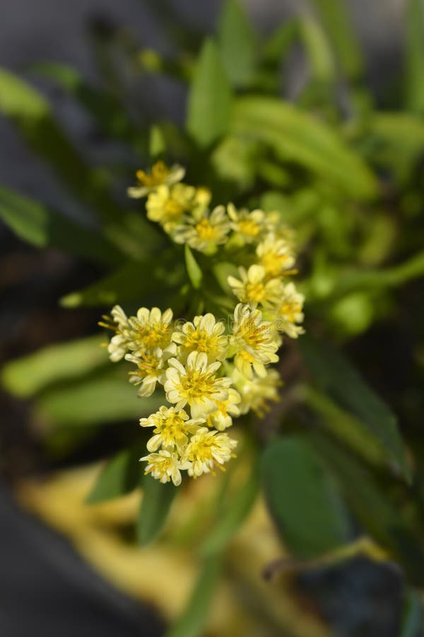 Solidaster Lemore Stock Photos - Free & Royalty-Free Stock Photos from ...