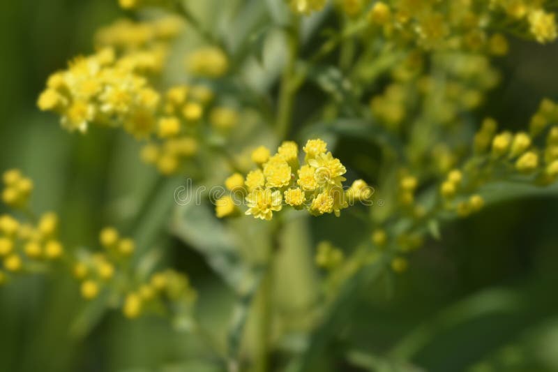 Lemore Stock Photos - Free & Royalty-Free Stock Photos from Dreamstime